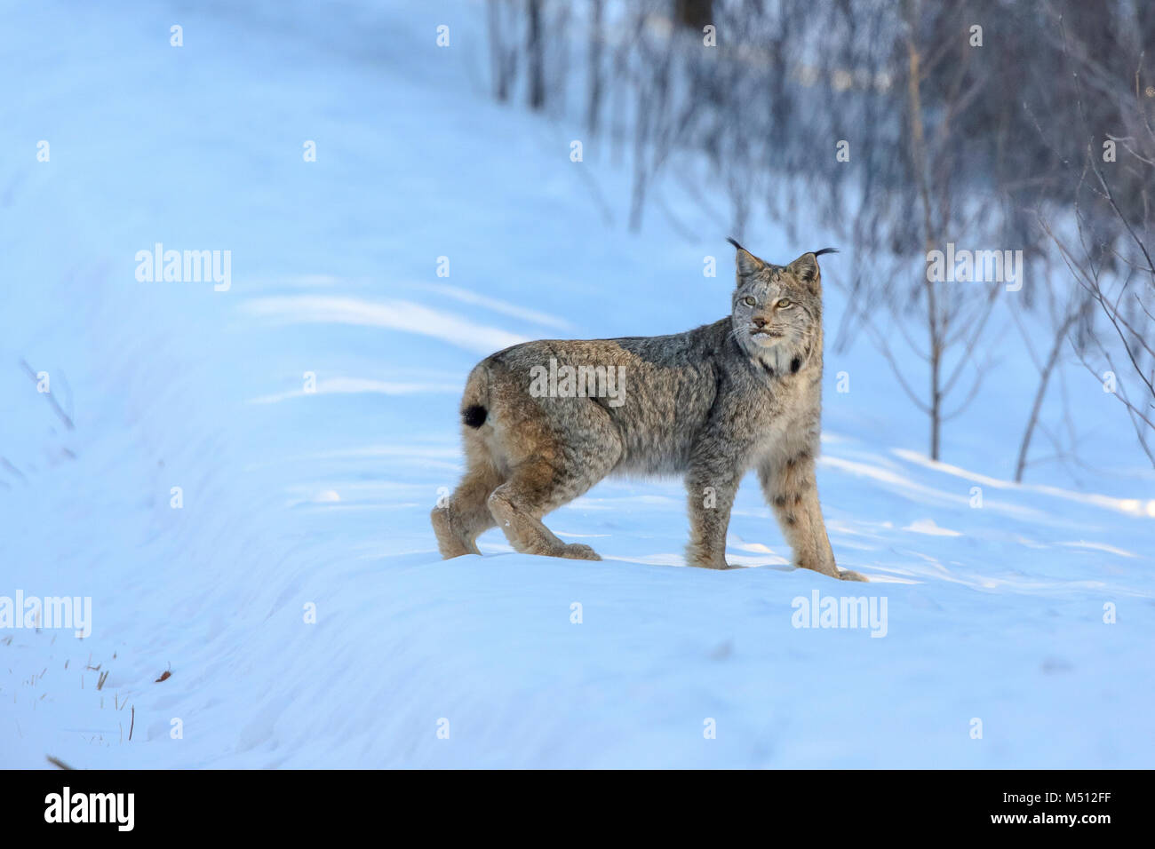 An adult Canada Lynx hunts for Snowshoe hares in Superior National ...