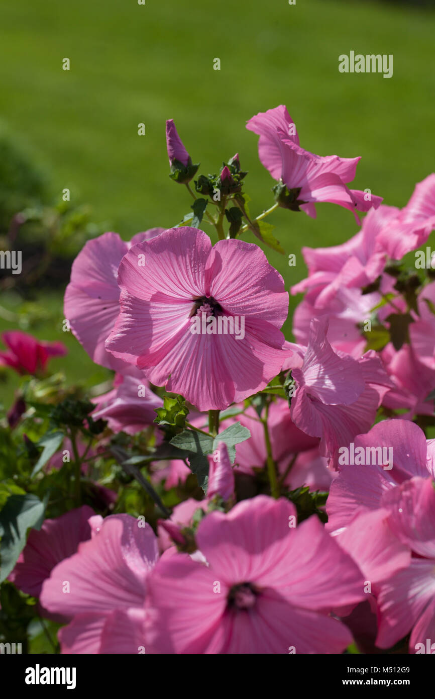 Royal mallow hi-res stock photography and images - Alamy