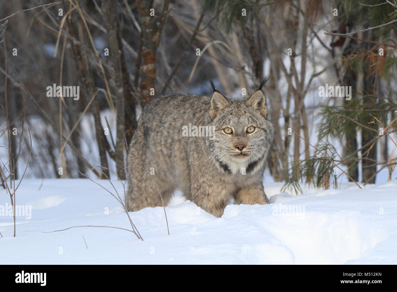 Canada lynx lynx canadensis in hi-res stock photography and images - Alamy