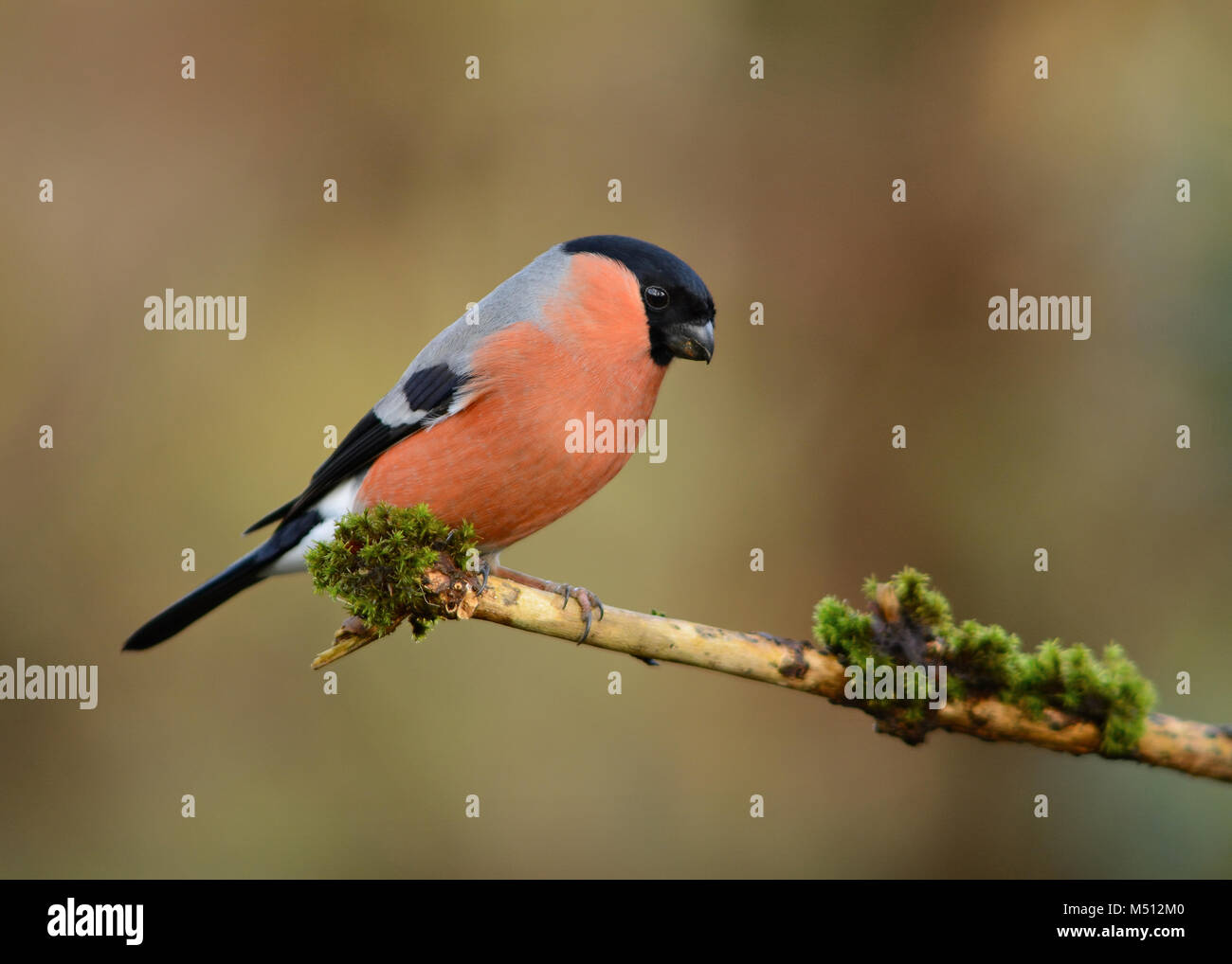 Male bullfinch on mossy stick with clear background Stock Photo - Alamy
