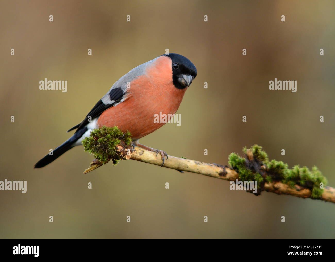 Male bullfinch on mossy stick with clear background Stock Photo - Alamy