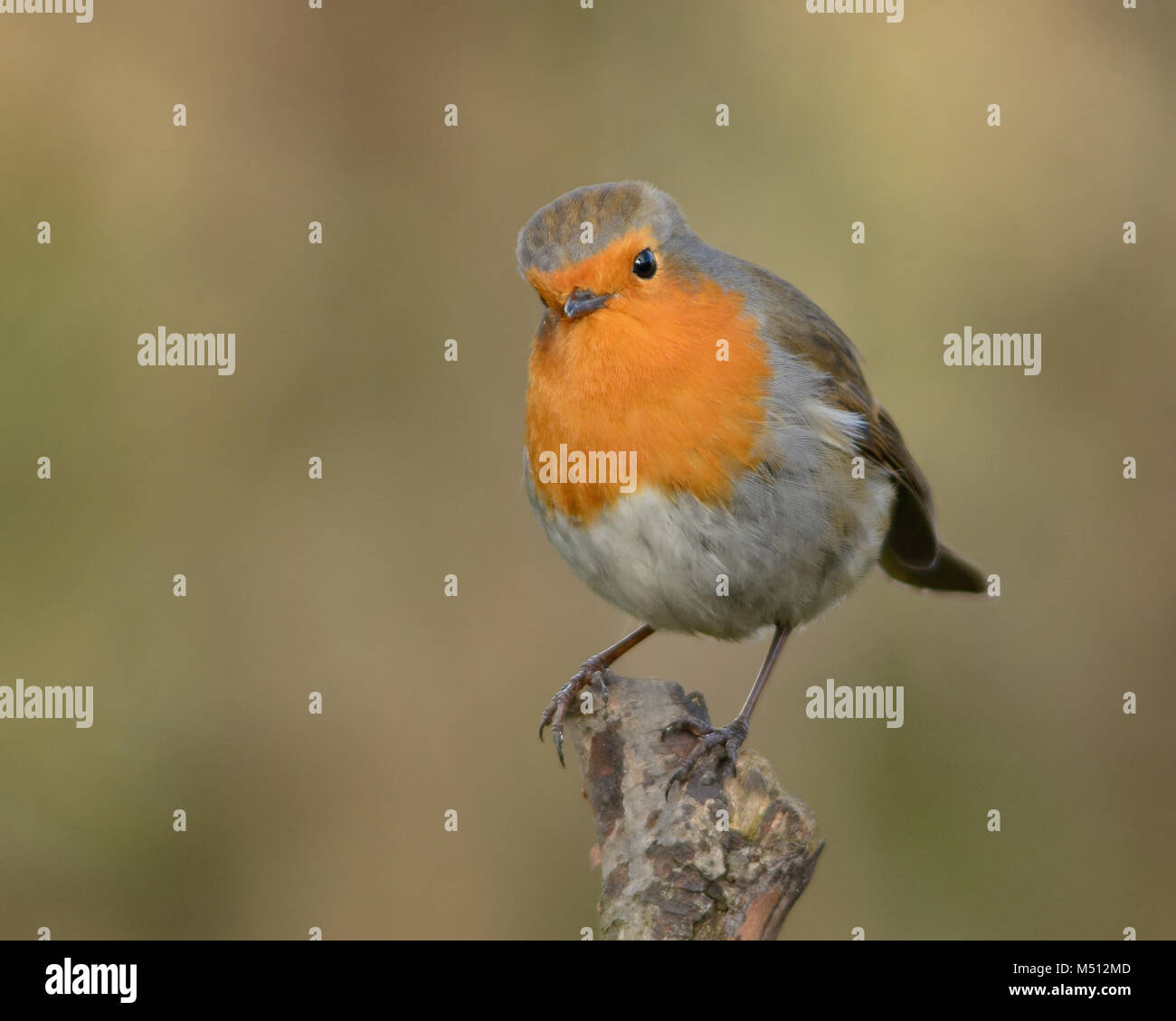 Robin in good light perched on stick with clear background Stock Photo ...
