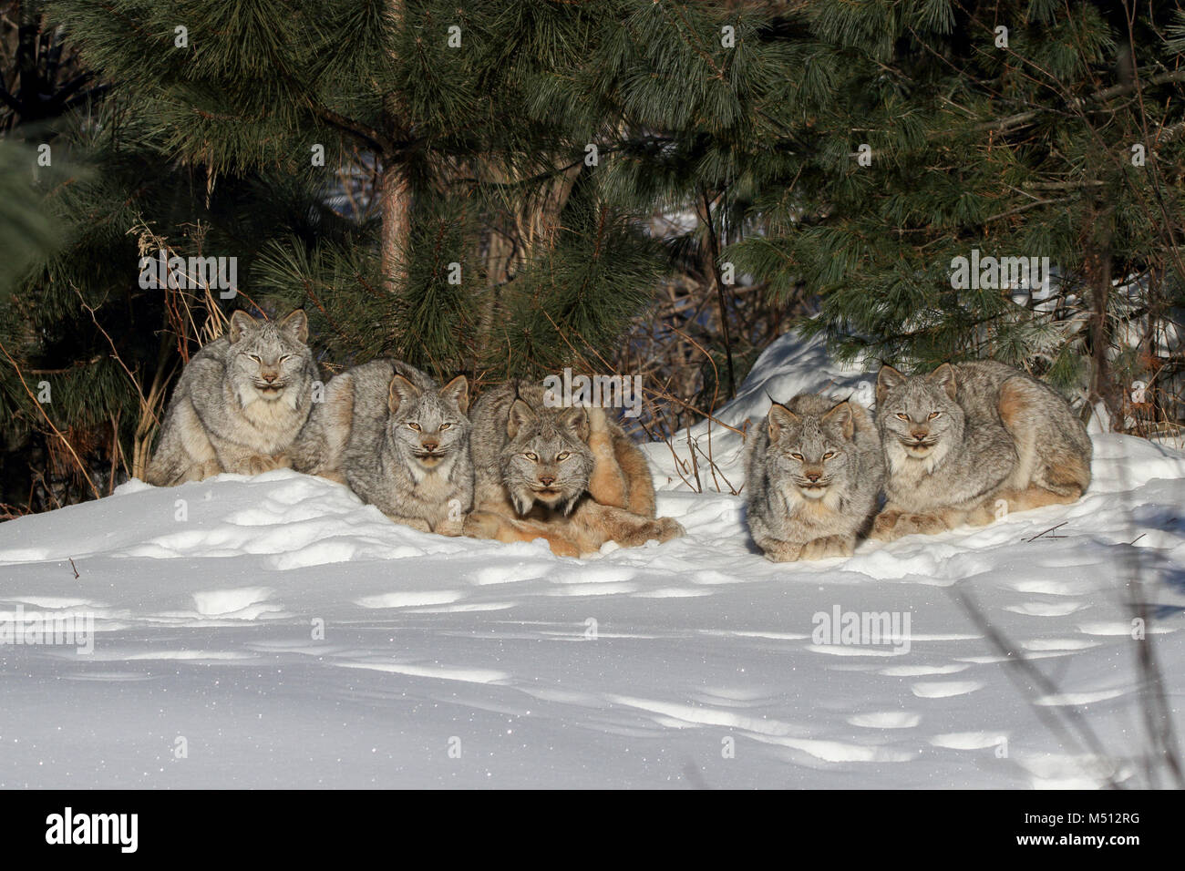 Lynx lynx group family hi-res stock photography and images - Alamy