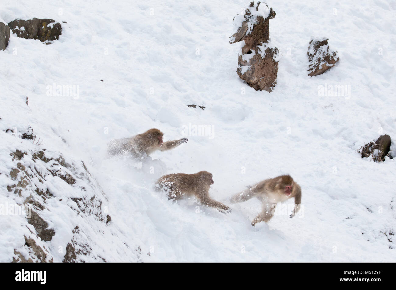 Monkey fight hi-res stock photography and images - Alamy