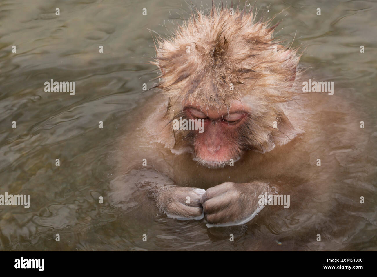 Monkey hot springs hi-res stock photography and images - Alamy