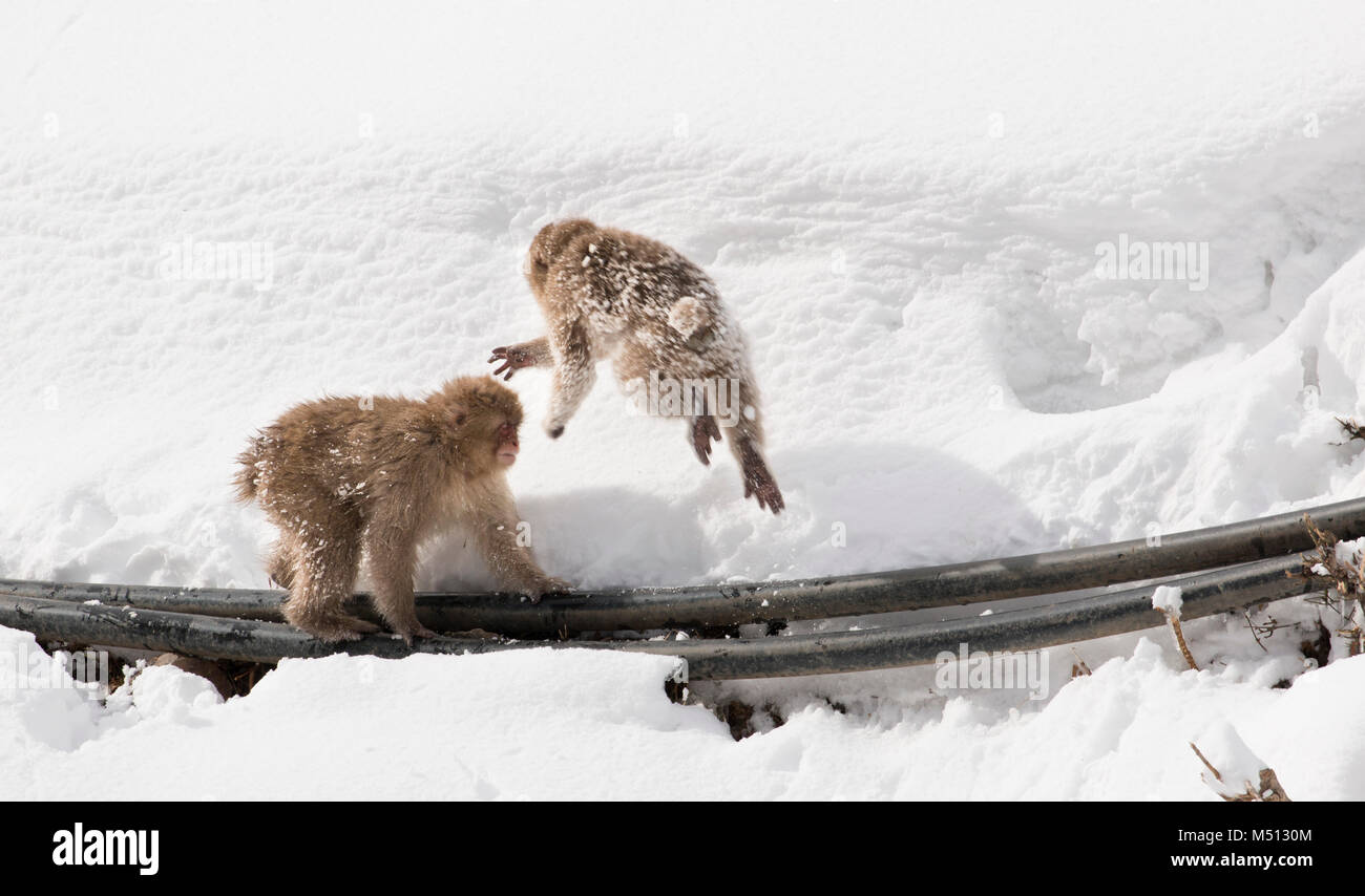 Furry monkey hi-res stock photography and images - Alamy