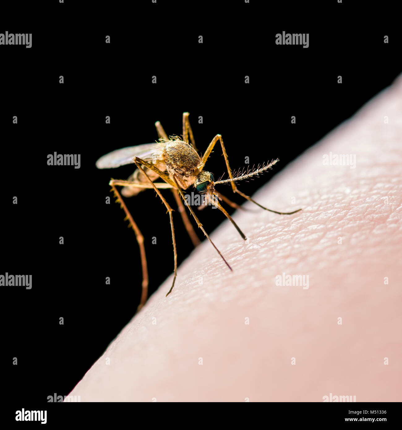 Yellow Fever, Malaria or Zika Virus Infected Mosquito Insect Bite ...