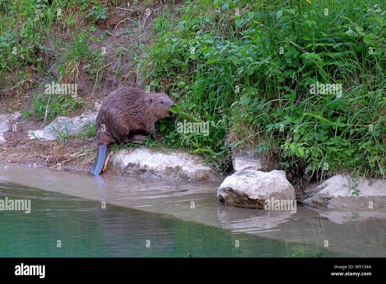 Beaver in the wild Stock Photo - Alamy