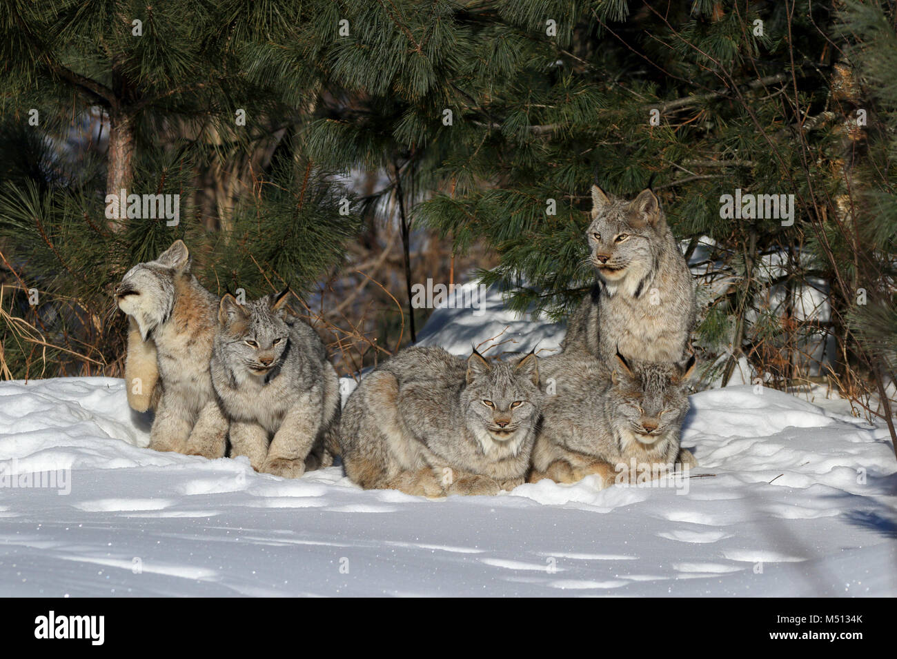Canada lynx lynx canadensis on snow hi-res stock photography and images ...