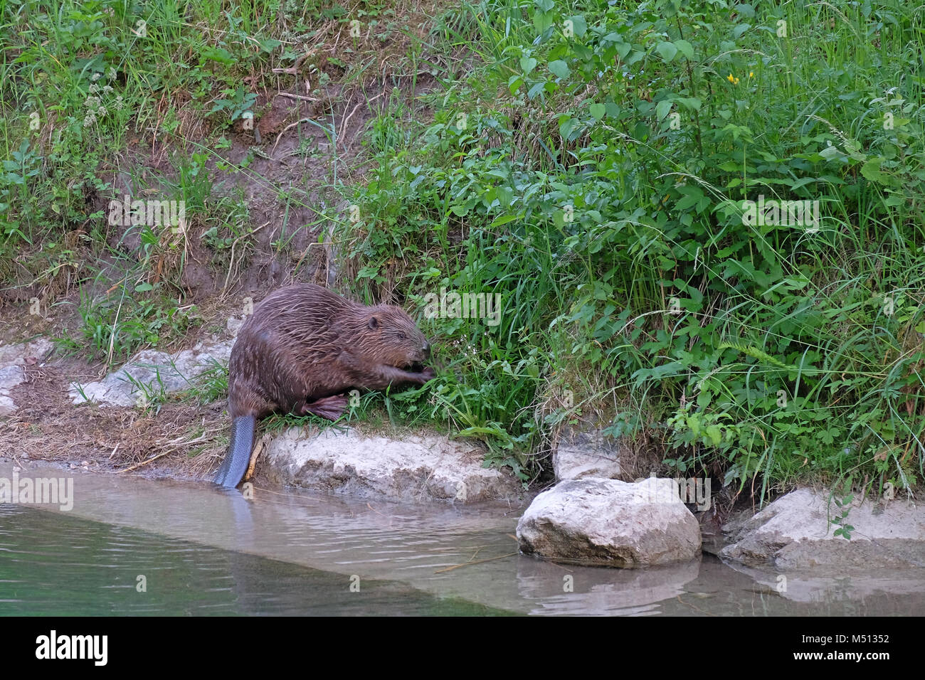 Beaver in the wild Stock Photo - Alamy