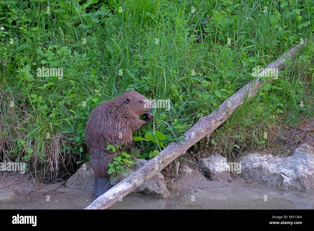 Beaver in the wild Stock Photo - Alamy