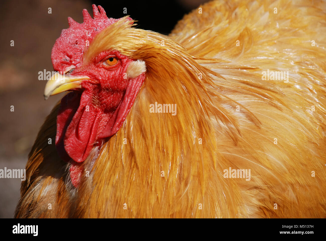 Beak full of meat hi-res stock photography and images - Alamy
