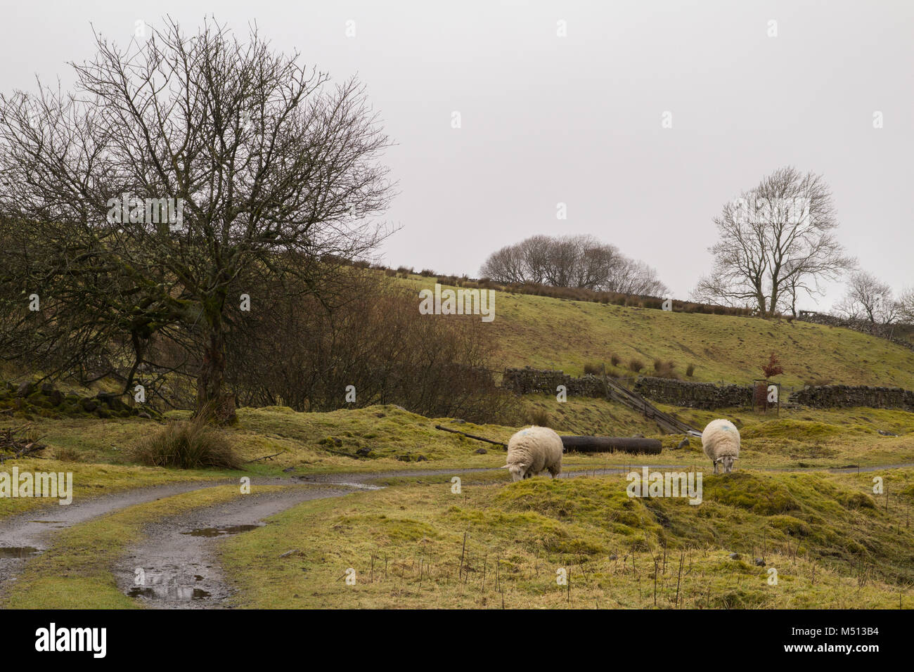 Pennine Sheep Farming High Resolution Stock Photography and Images - Alamy