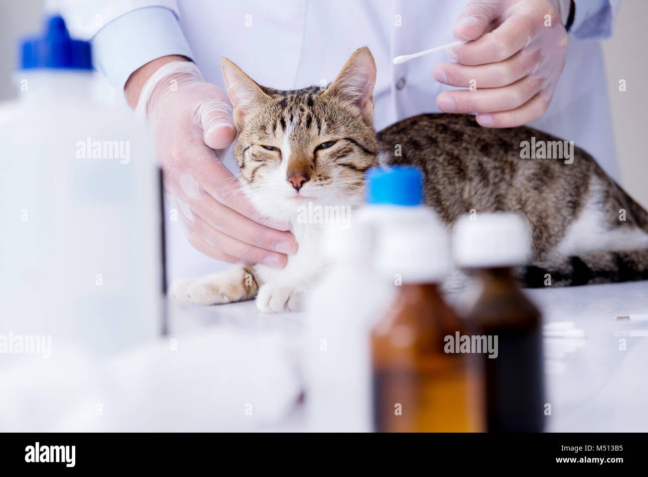 Cat visiting vet for regular check up Stock Photo - Alamy