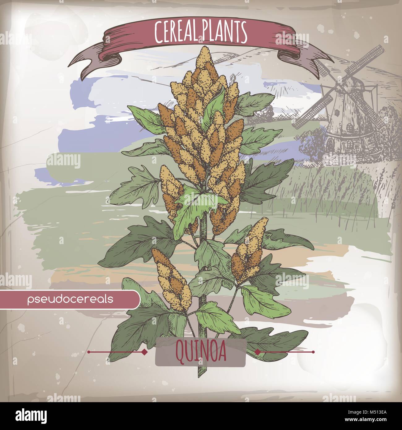 Chenopodium quinoa aka quinoa color sketch. Cereal plants collection ...