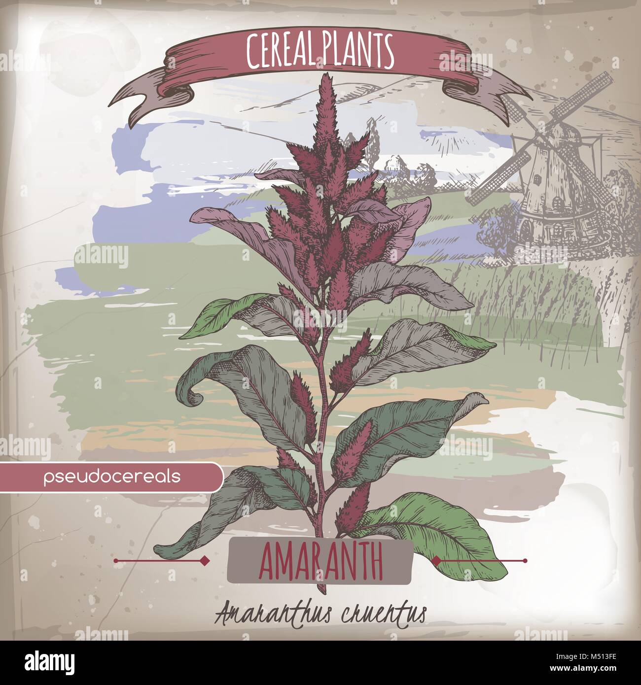 Amaranthus cruentus aka amaranth color sketch. Cereal plants collection ...