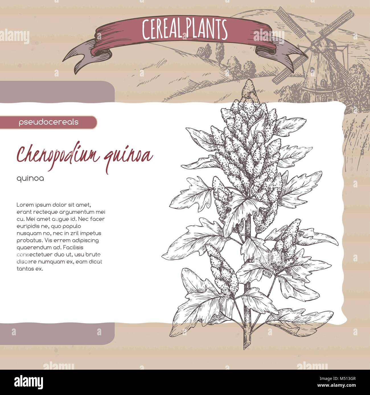 Chenopodium quinoa aka quinoa sketch. Cereal plants collection Stock ...