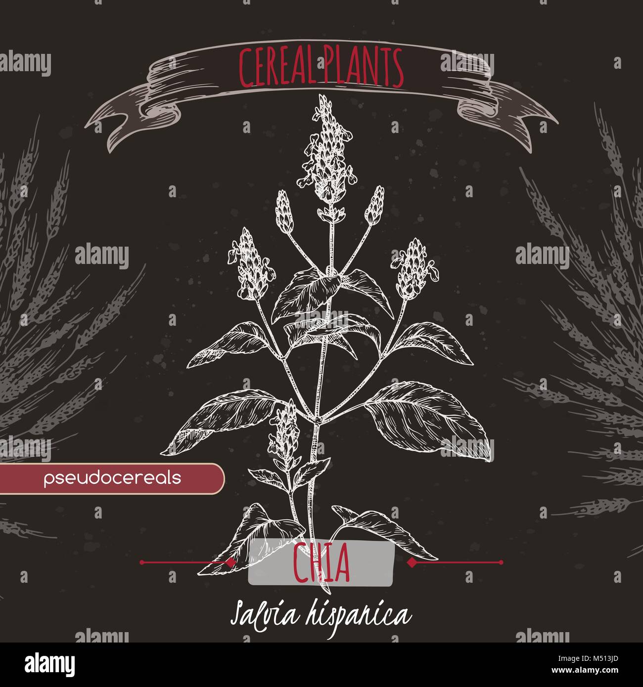 Chia head Stock Vector Images - Alamy