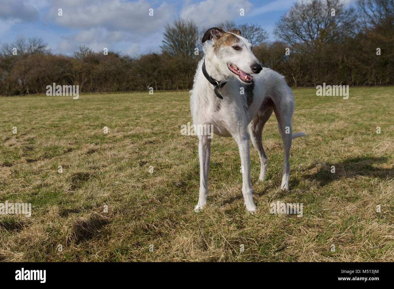 Lurcher standing in a field Stock Photo - Alamy
