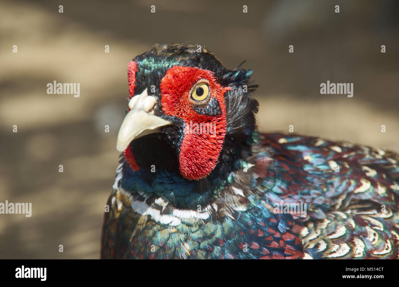 Ringneck pheasant hi-res stock photography and images - Alamy