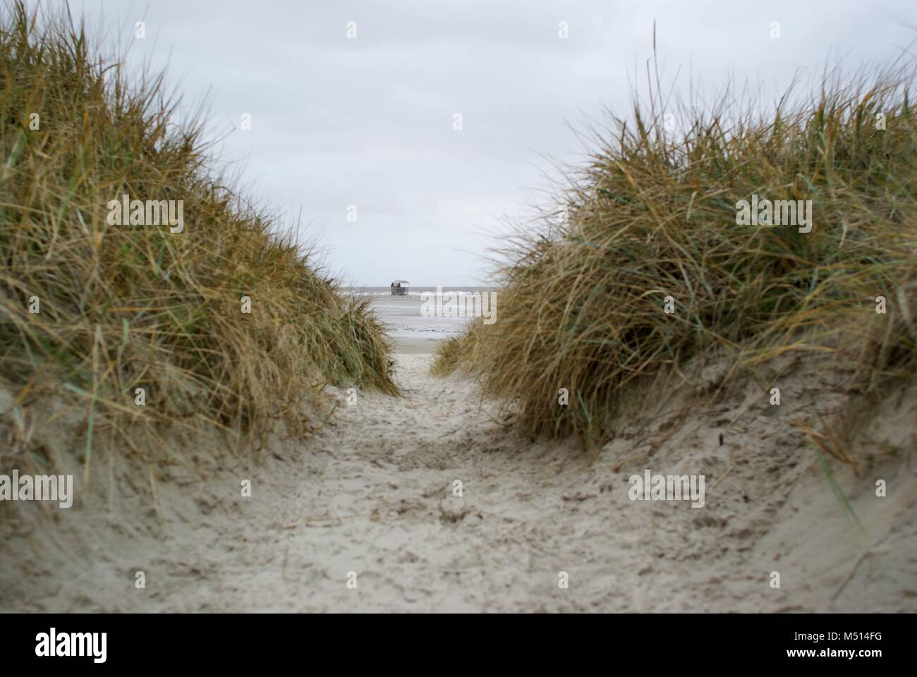dune wadden sea and salt marshes in nordfriesland germany Stock Photo ...