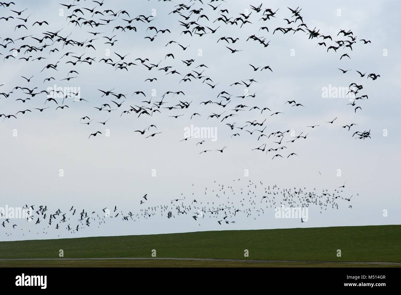 Swarm of birds hi-res stock photography and images - Alamy