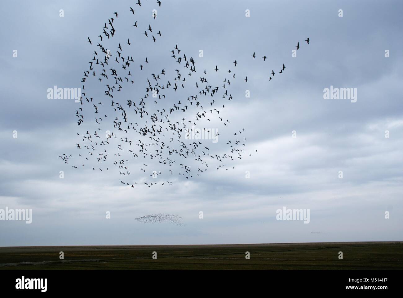 Swarm of birds hi-res stock photography and images - Alamy