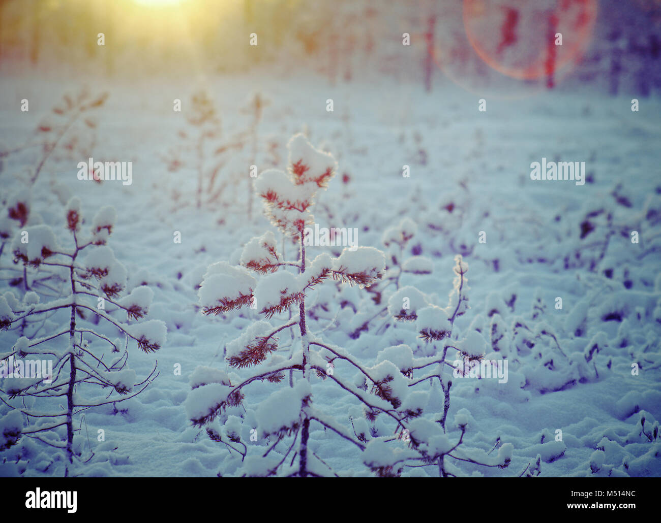 Winter snowy forest at sunset Stock Photo - Alamy