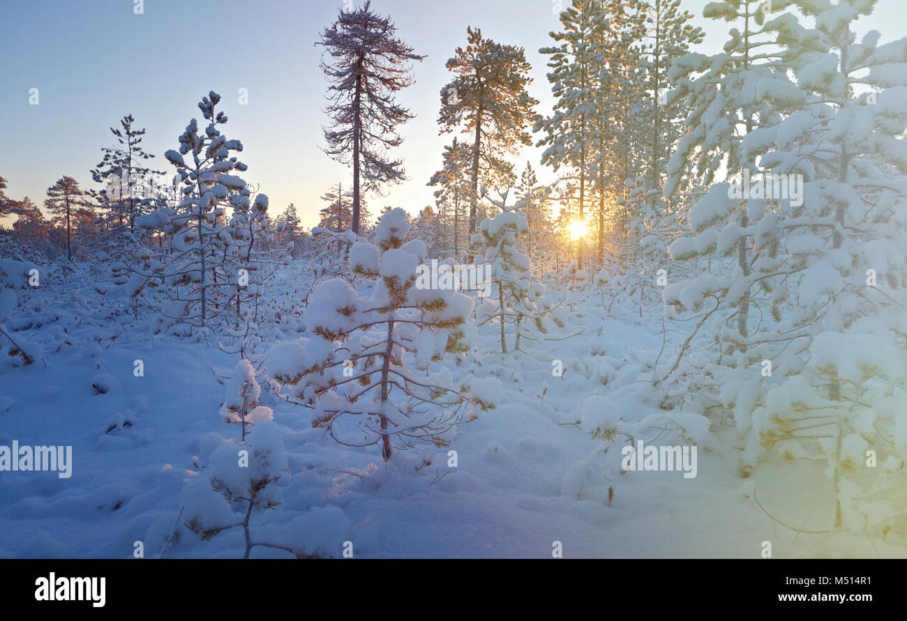 Winter snowy forest at sunset Stock Photo - Alamy