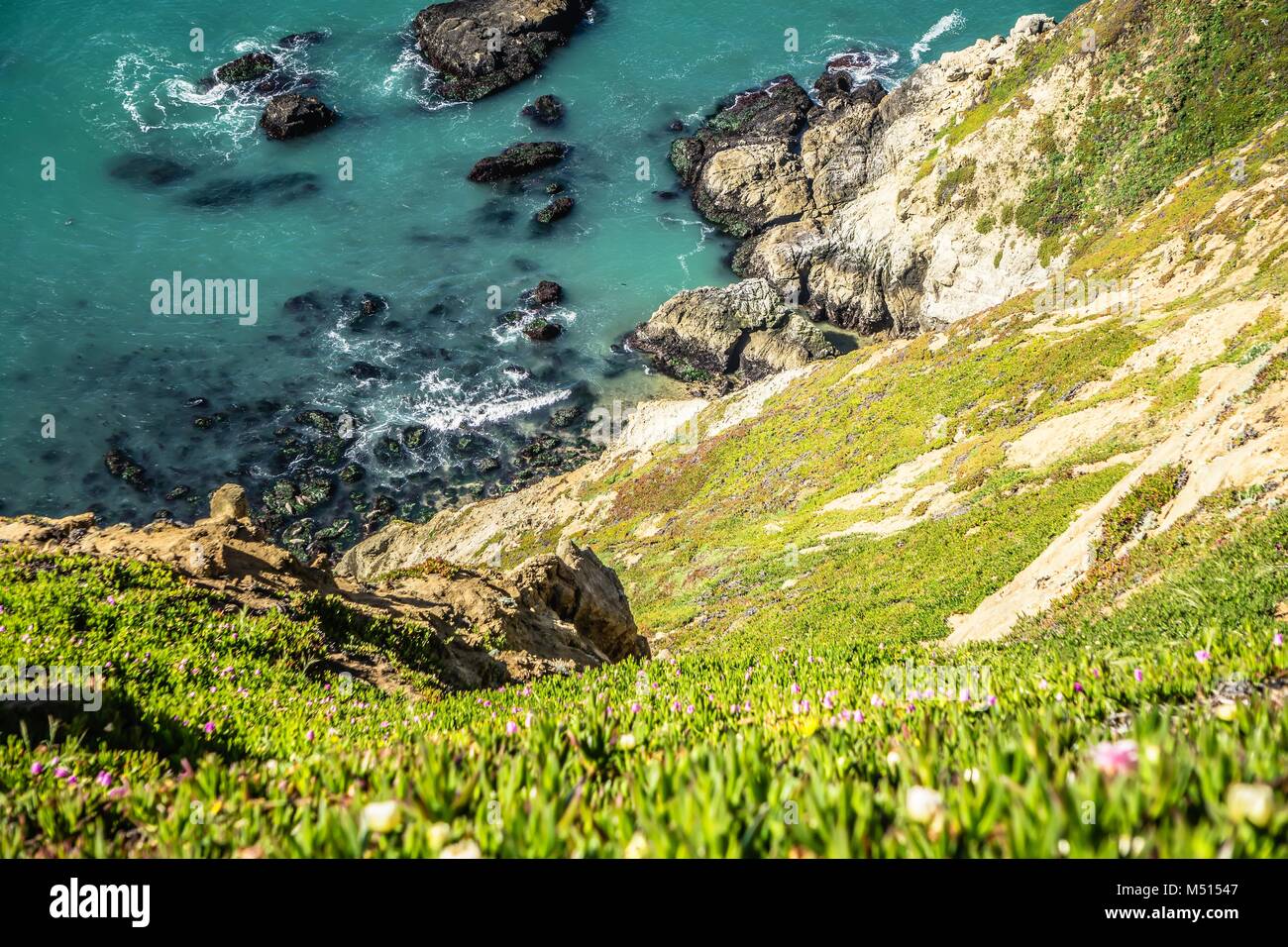 Wildlife on the pacific coast hi-res stock photography and images - Alamy