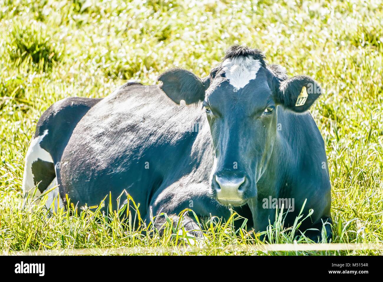 Sunny morning lighting pasture with farm cows Stock Photo - Alamy