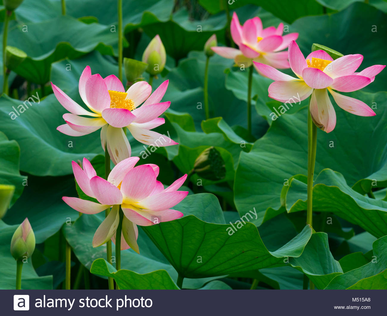 India National Flower High Resolution Stock Photography and Images - Alamy