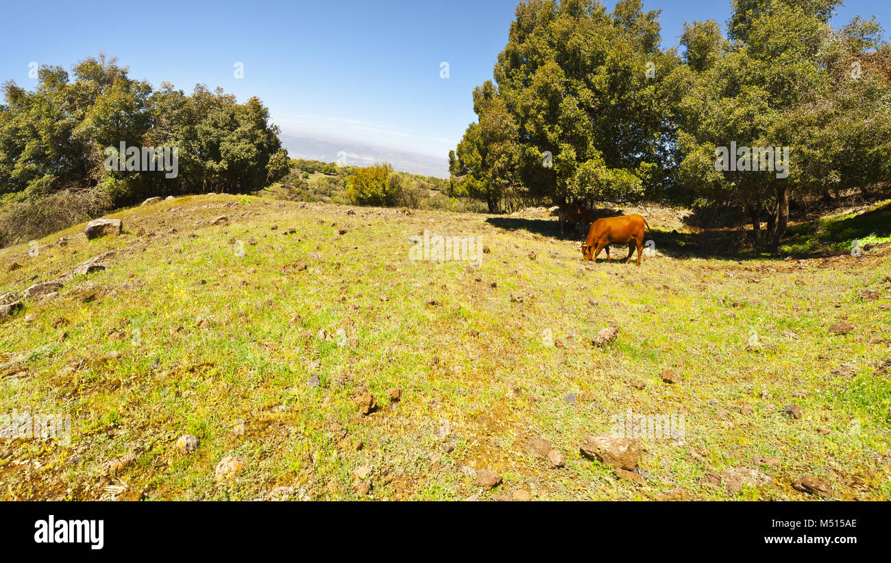 Holy cow israel hi-res stock photography and images - Alamy