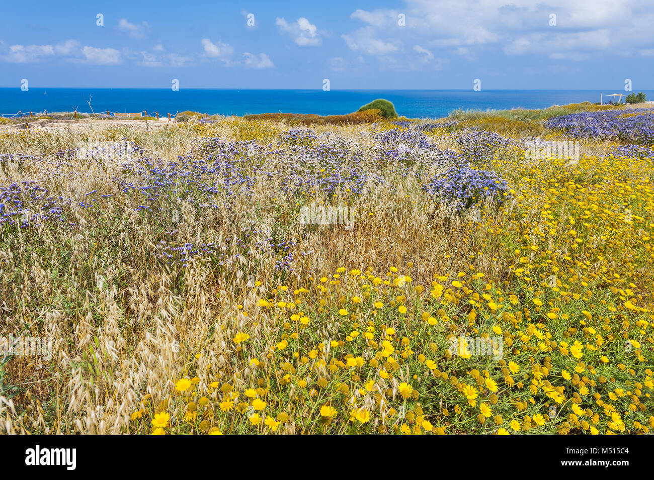 Flowers in the Israeli Apollonia national park Stock Photo - Alamy