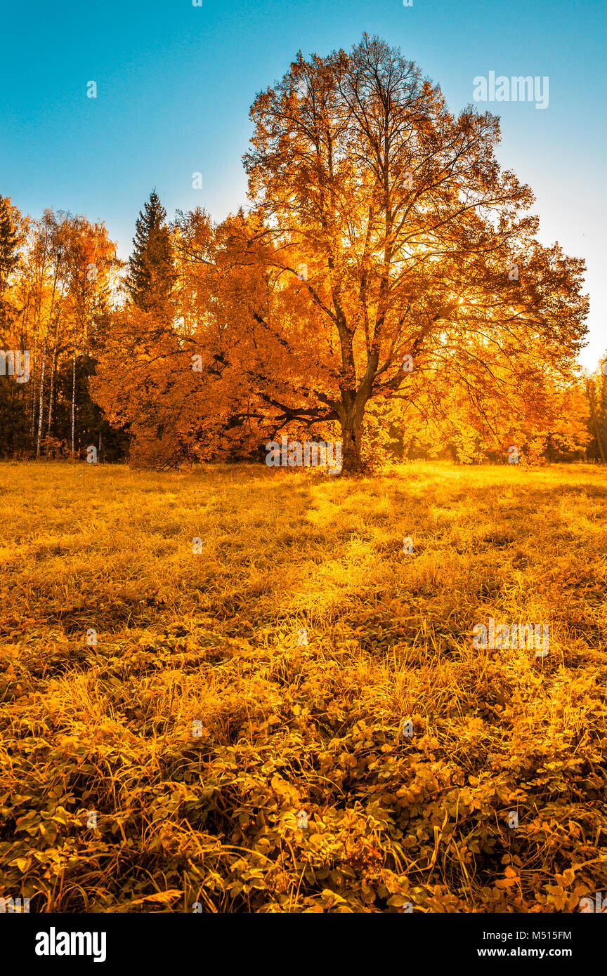Autunm tree in the park, perfect fall scenery Stock Photo - Alamy