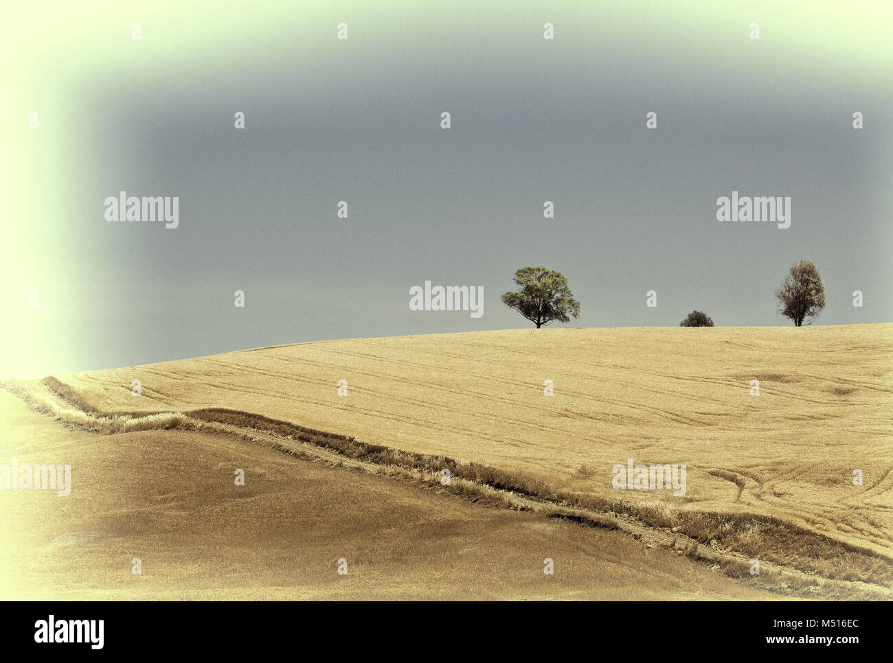 Black and white wheat fields hi-res stock photography and images - Alamy