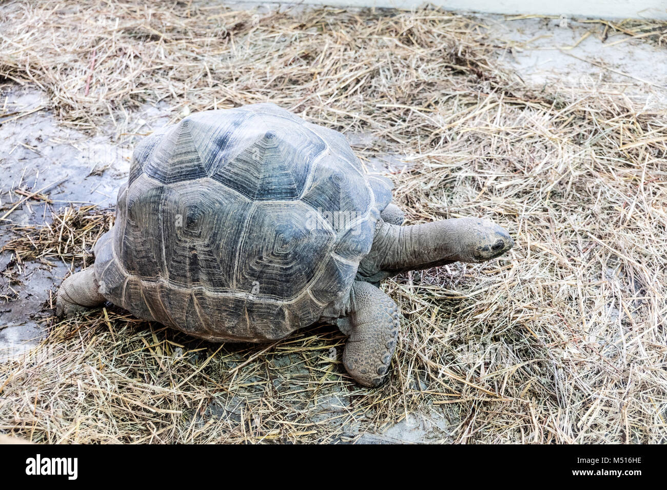 Turtle in earth Stock Photo - Alamy