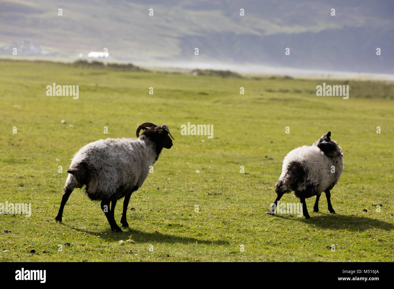 sheep in Ireland Stock Photo - Alamy