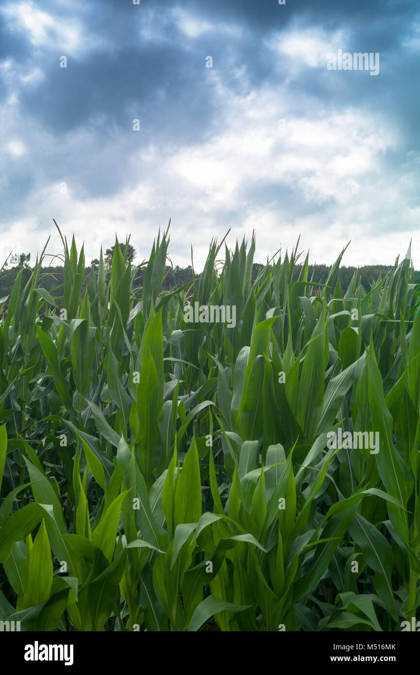 Fields of maize Stock Photo - Alamy