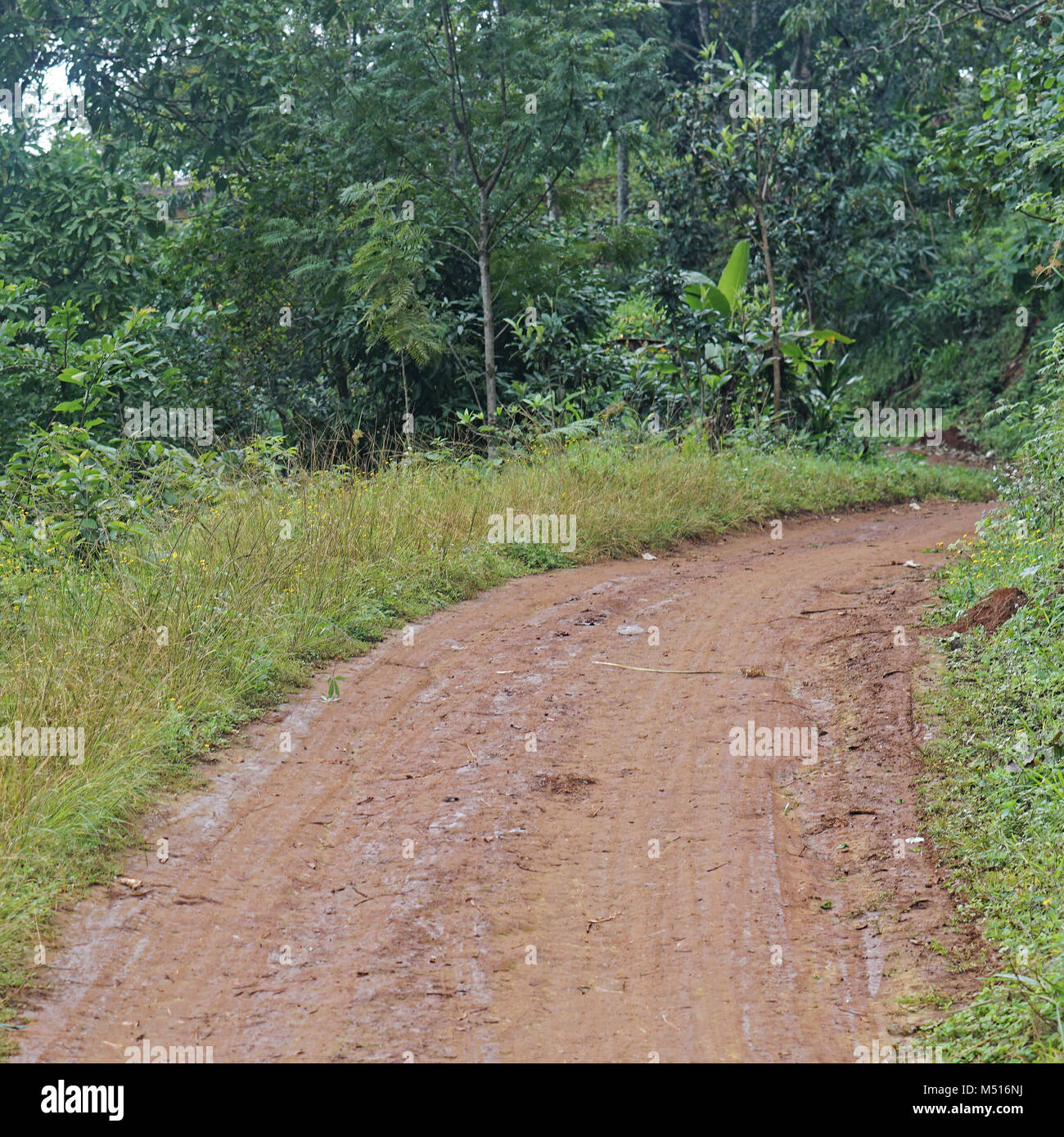Jungle road hi-res stock photography and images - Alamy