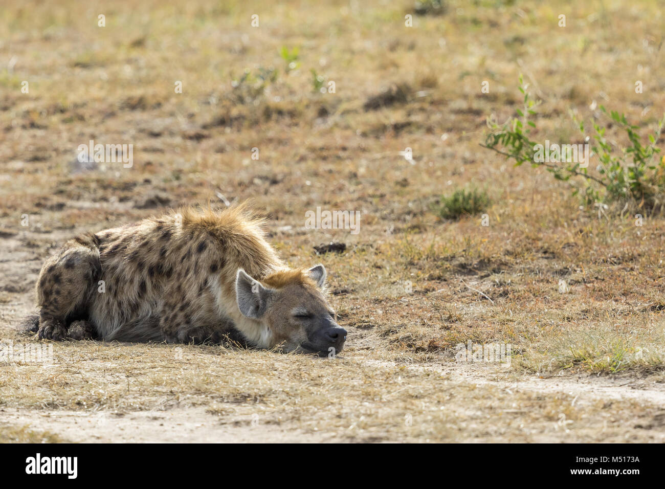 Tired hyena hi-res stock photography and images - Alamy
