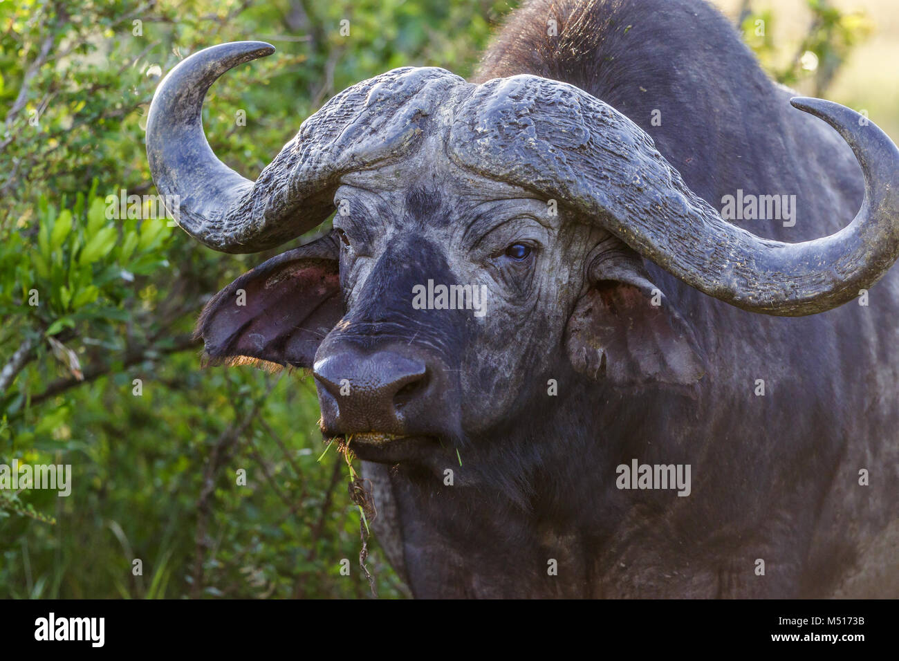 African buffalo with big horns in the bush Stock Photo - Alamy