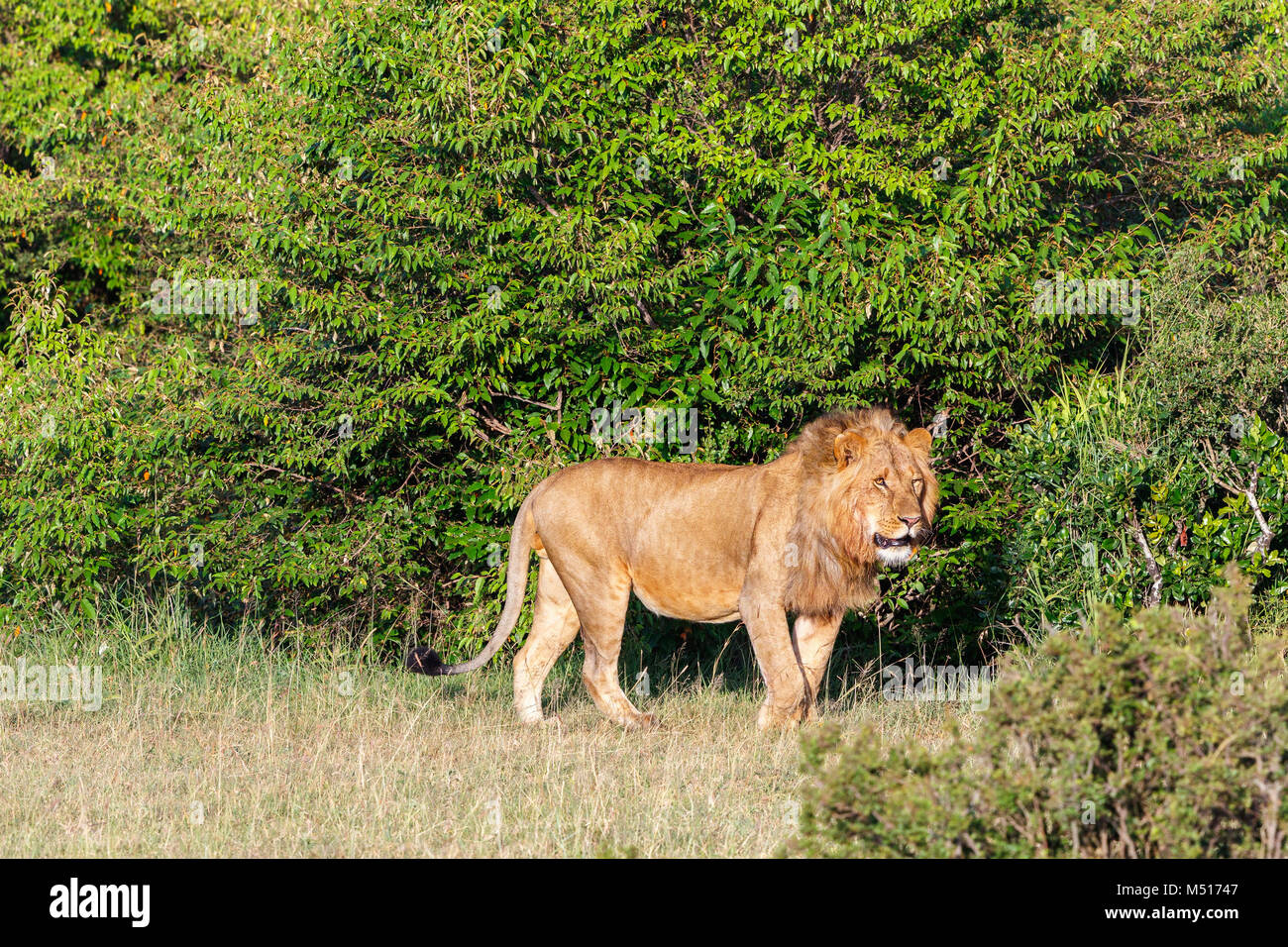 Shrubbery with a male lion Stock Photo - Alamy
