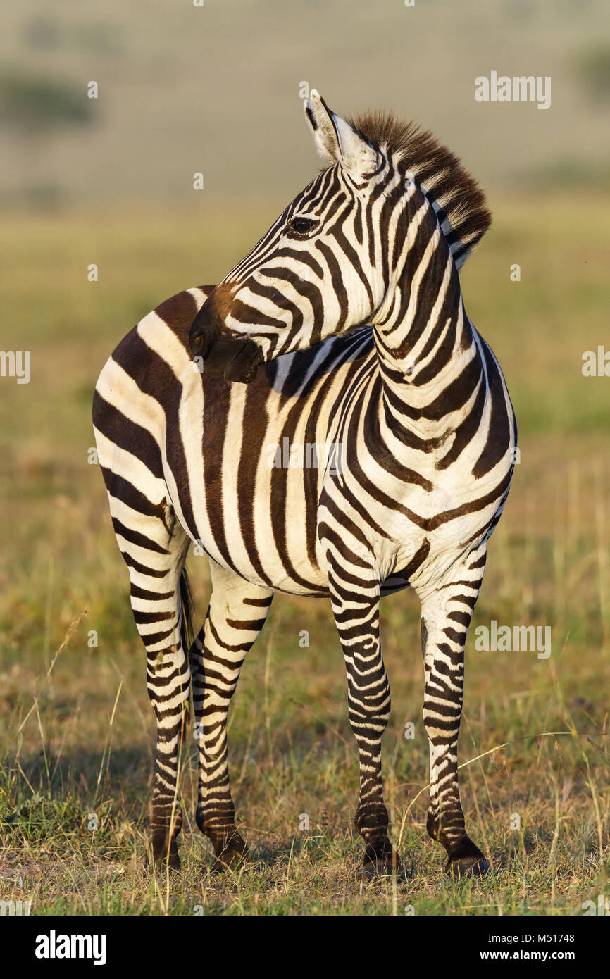 Zebra looking back hi-res stock photography and images - Alamy