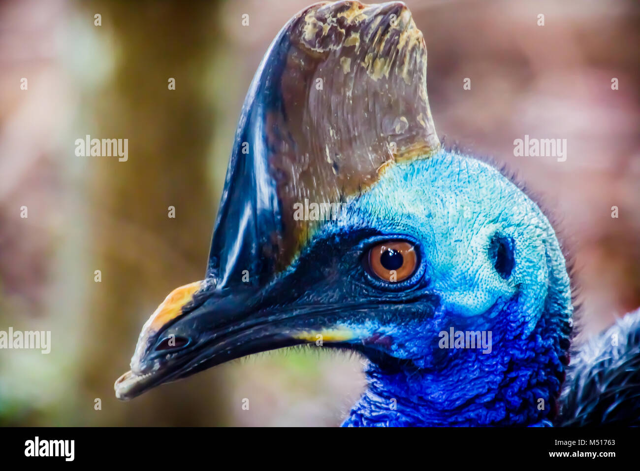 Cassowary feathers hi-res stock photography and images - Alamy