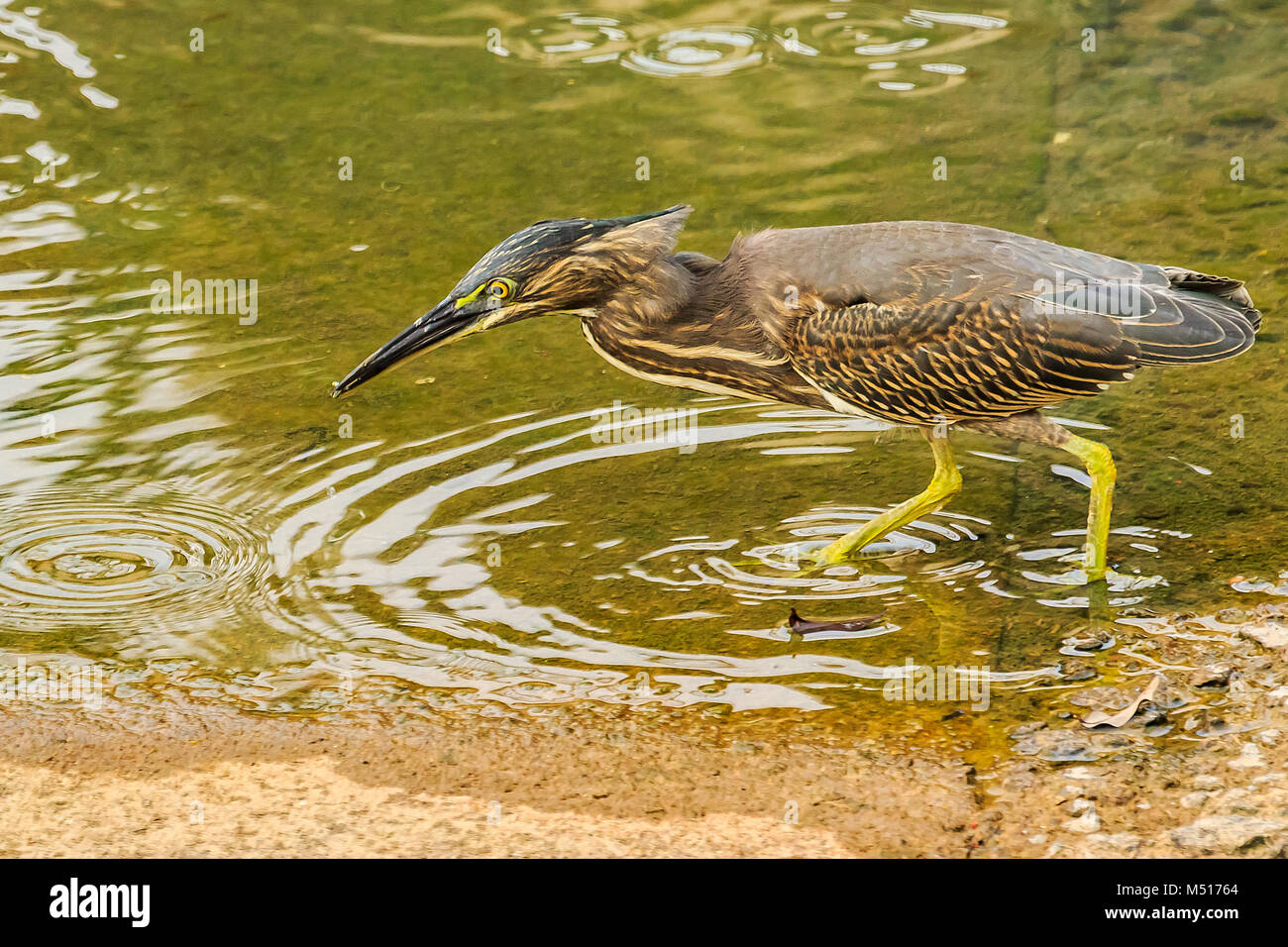Brown Striated Heron Stock Photo - Alamy