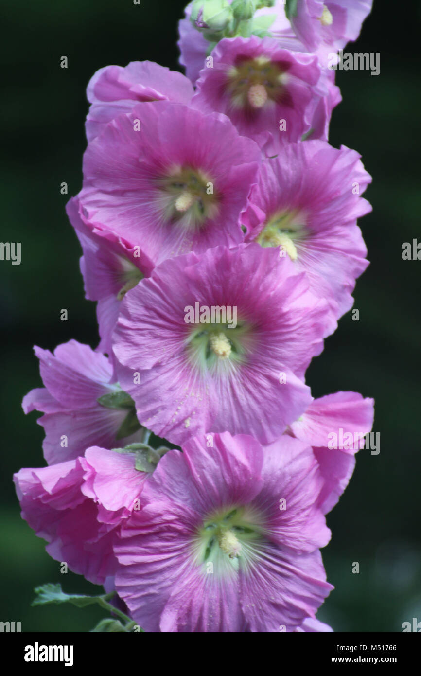 Hollyhock (Alcea ) purple Hollyhocks growing on the edge of a flower ...