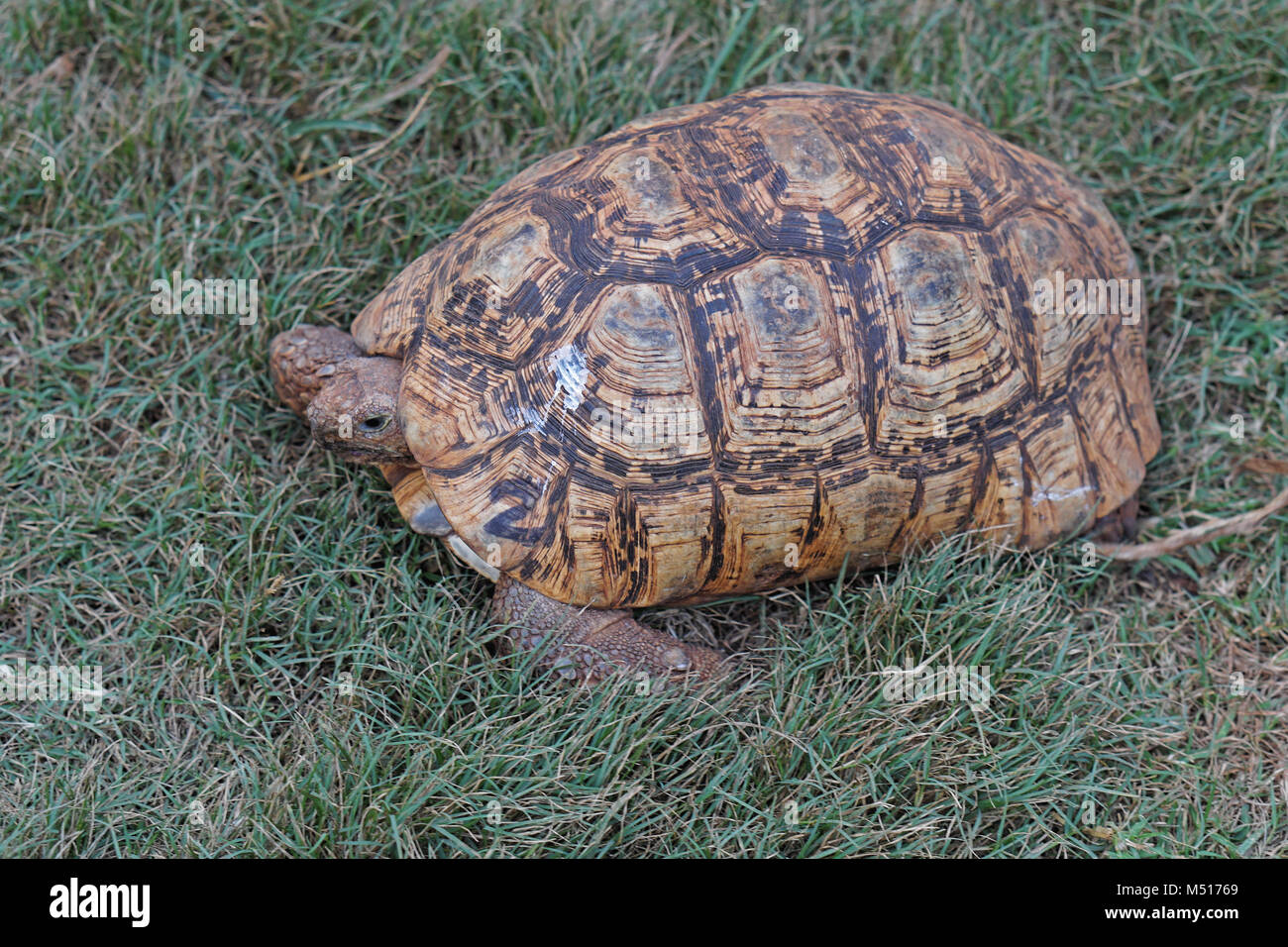 Nairobi kenya turtle hi-res stock photography and images - Alamy