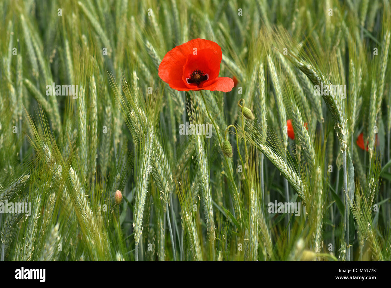 corn poppy; corn rose; field poppy; red weed; red poppy Stock Photo - Alamy