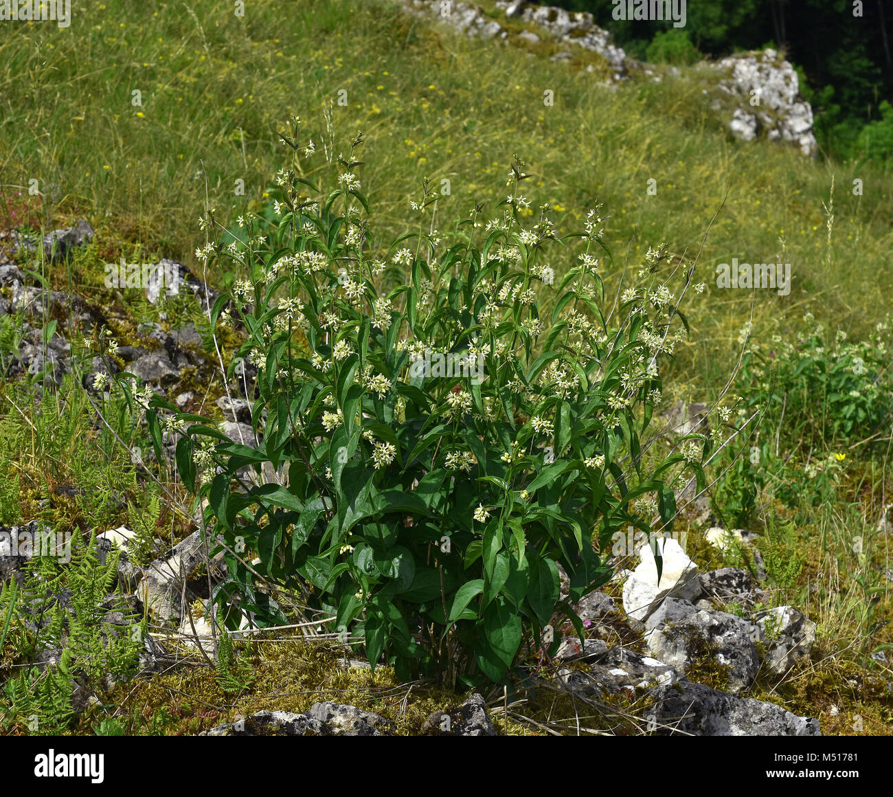 swallowwort; white swallowwort Stock Photo - Alamy